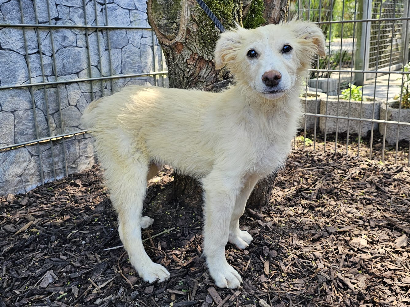 🐕 Unsere Hunde suchen eine neue Familie