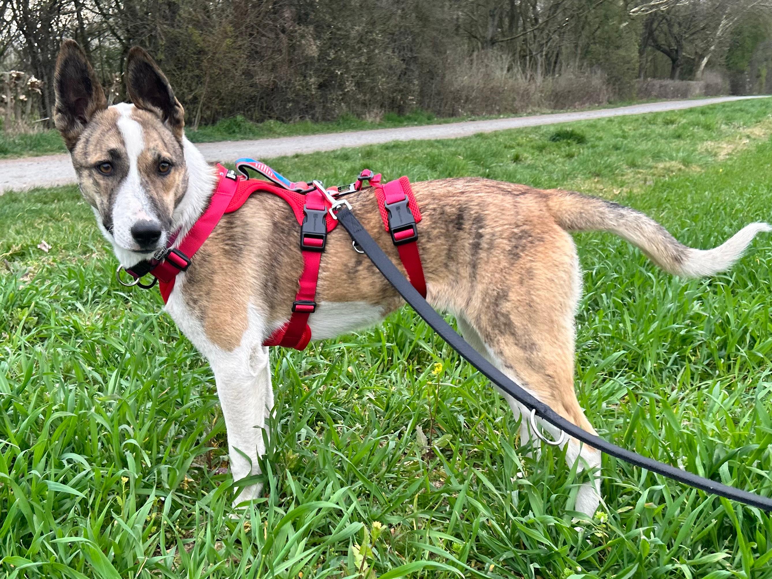 🐕 Unsere Hunde suchen eine neue Familie