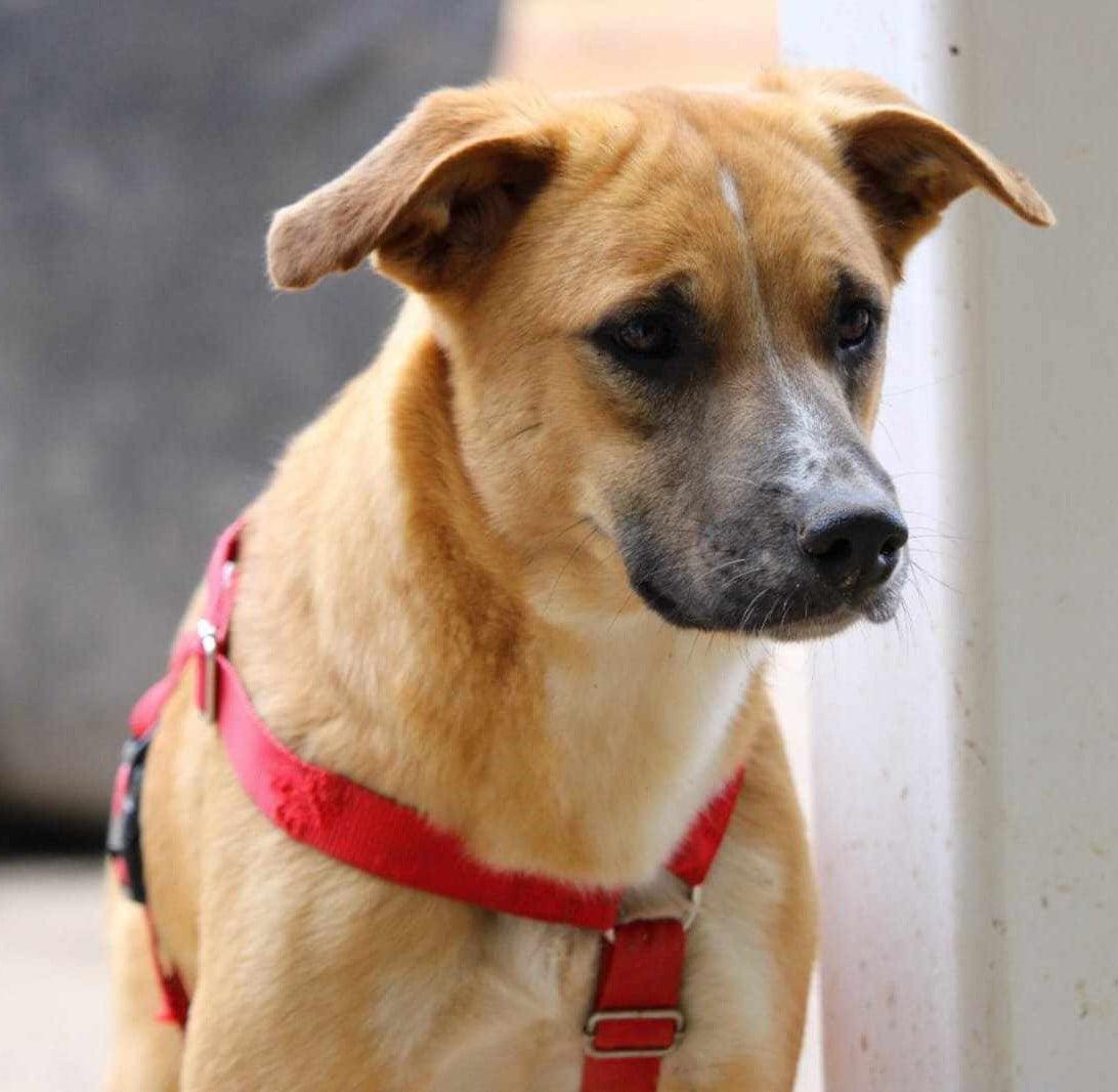 Hunde Aus Italien Suchen Ein Zuhause Bayern